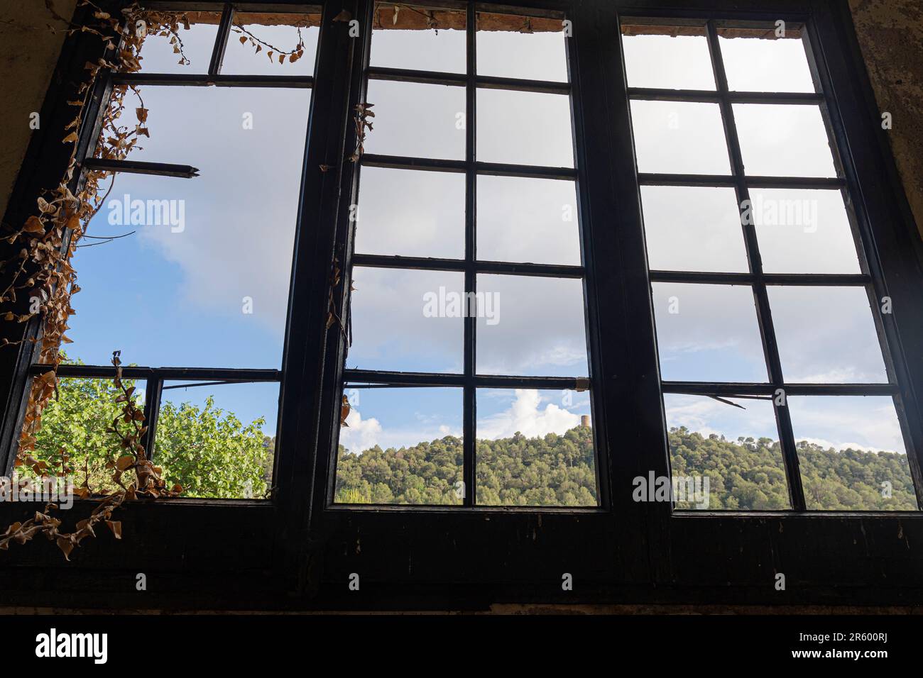 Old country house window with background forest and creeping plants ...
