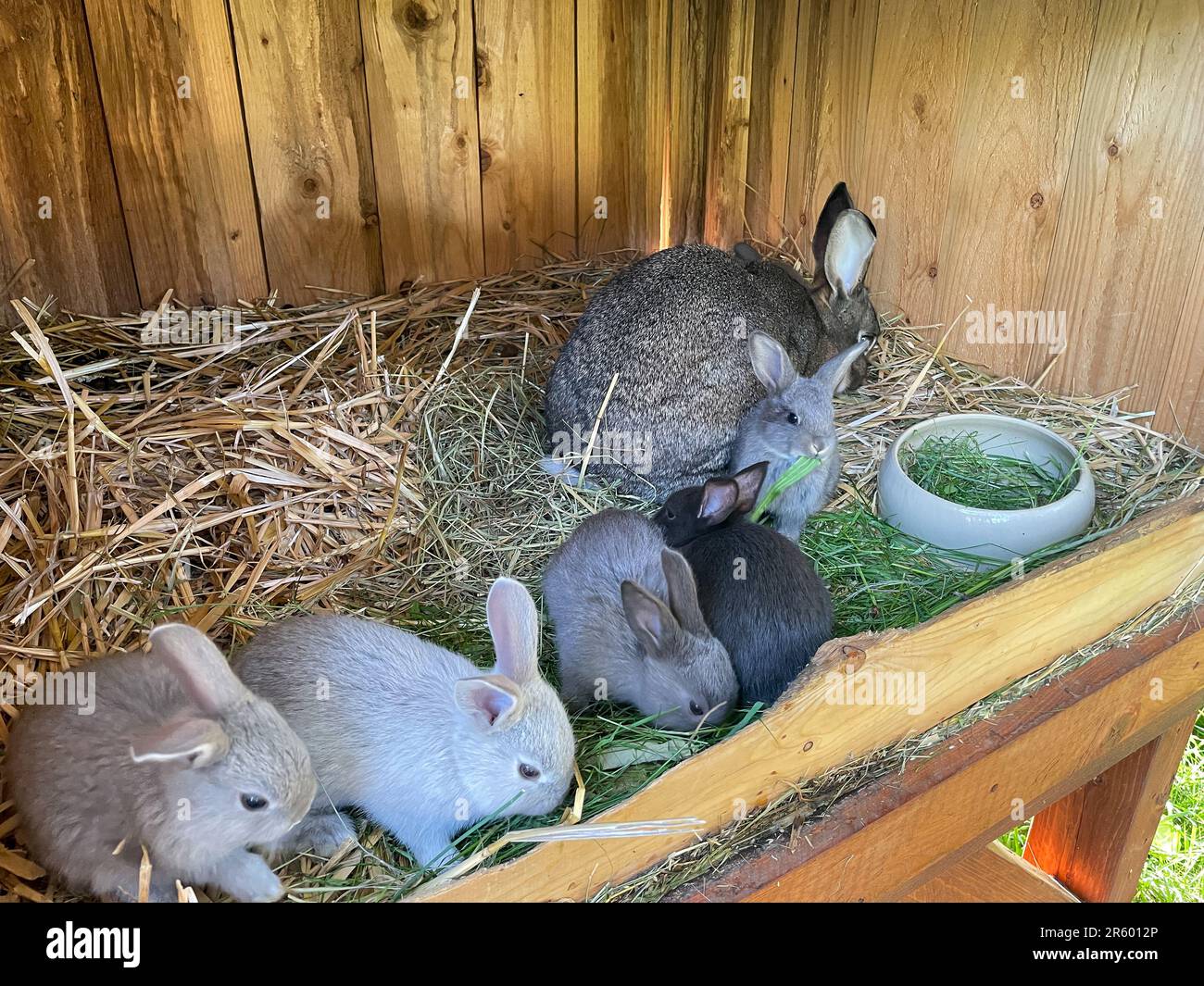 Mother rabbit with her cubs in the stall Stock Photo - Alamy