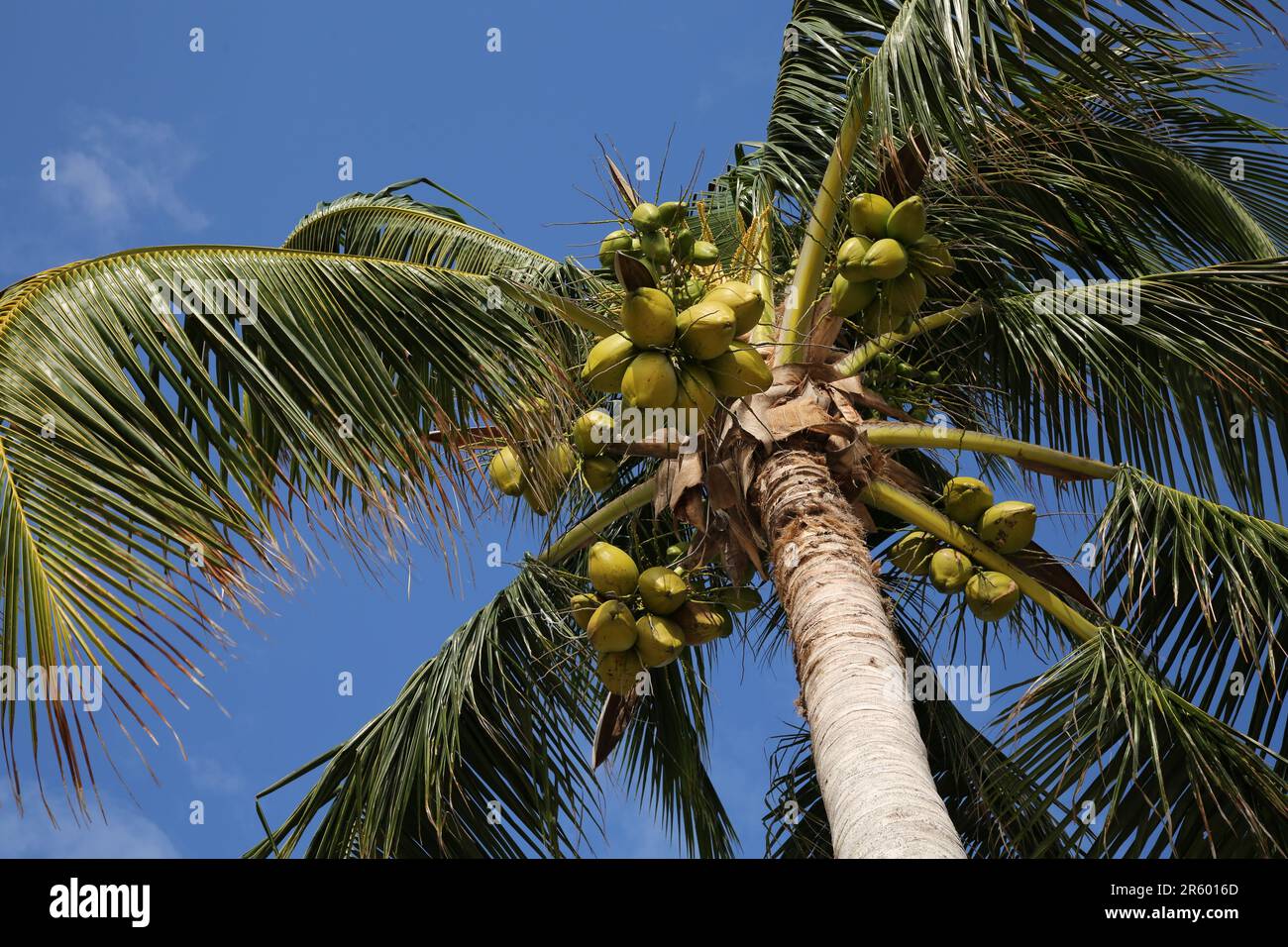 Coconuts growing on palm hi-res stock photography and images - Alamy