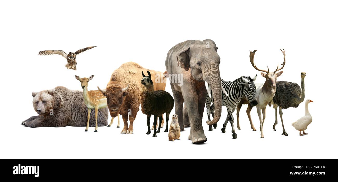 Group of different wild animals on white background, collage Stock ...