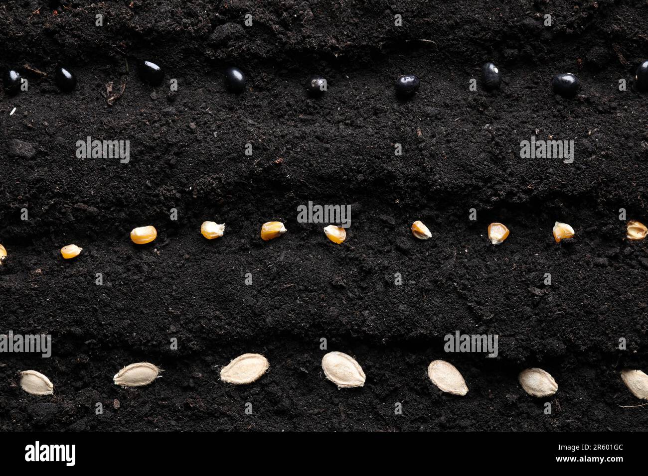 Different seeds on fertile soil, flat lay. Vegetables growing Stock ...