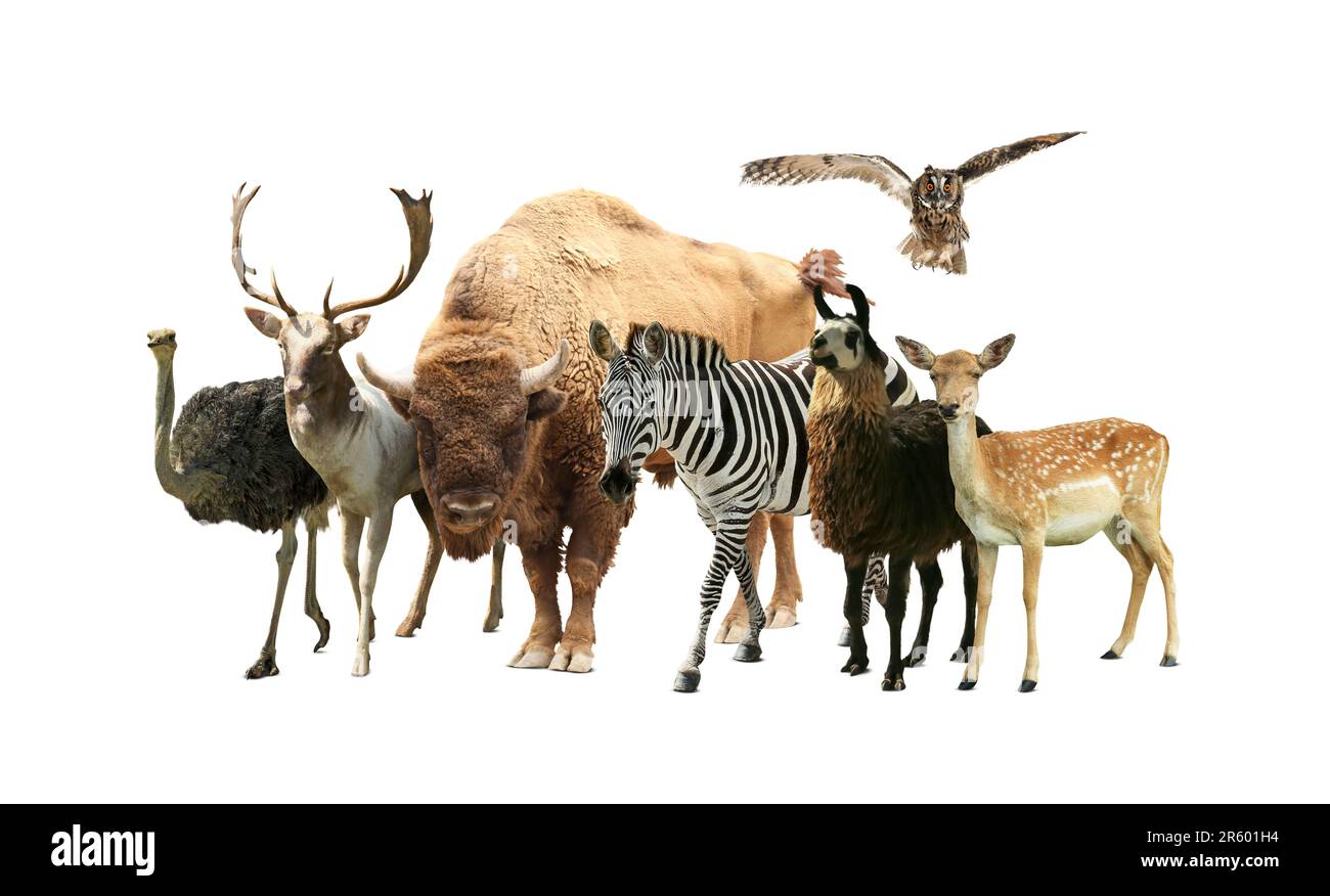 Group of different wild animals on white background, collage Stock ...
