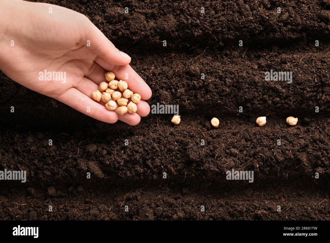 Woman planting chickpea seeds into fertile soil, top view. Vegetable ...