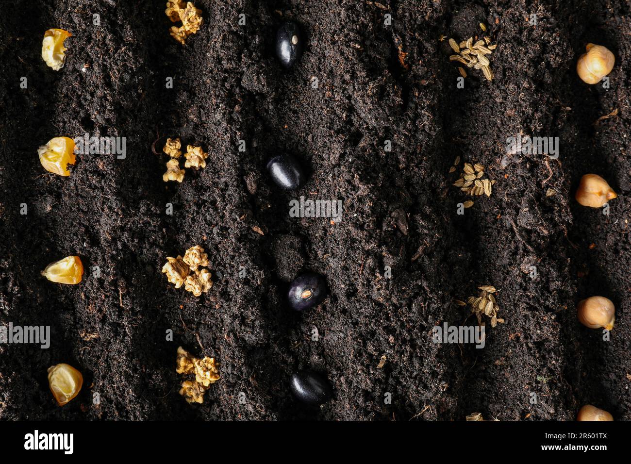 Rows with vegetable seeds in fertile soil, top view Stock Photo - Alamy