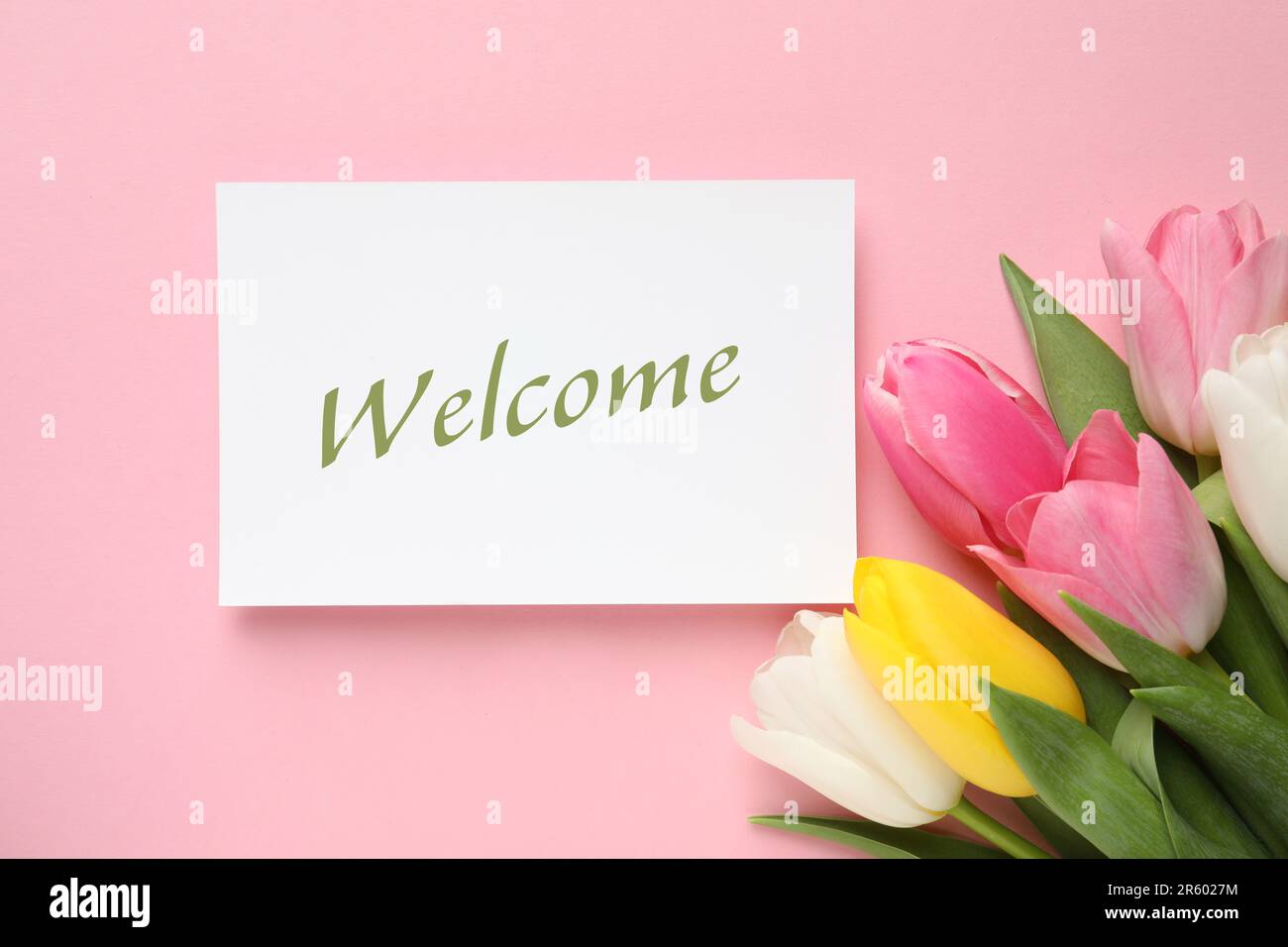 Welcome card and beautiful tulips on pink background, top view Stock ...