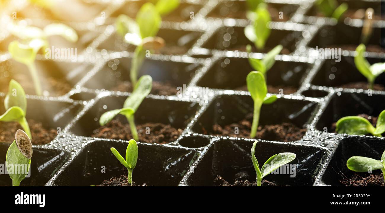 Young seedlings growing in plastic tray with soil, closeup. Banner ...