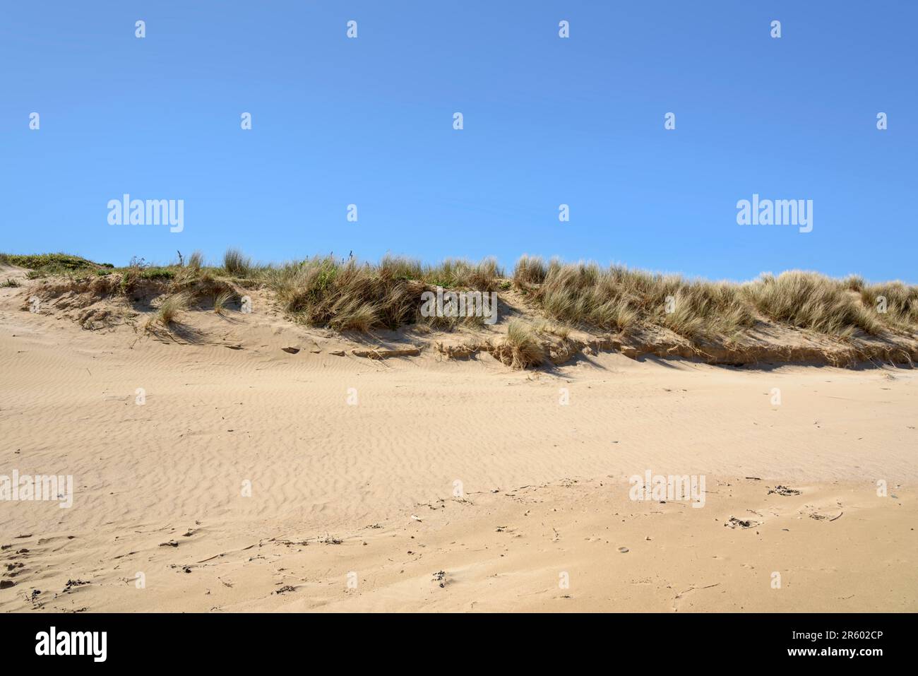 Sand dunes at Harbour Cove beach, near Padstow, Cornwall, England, UK ...