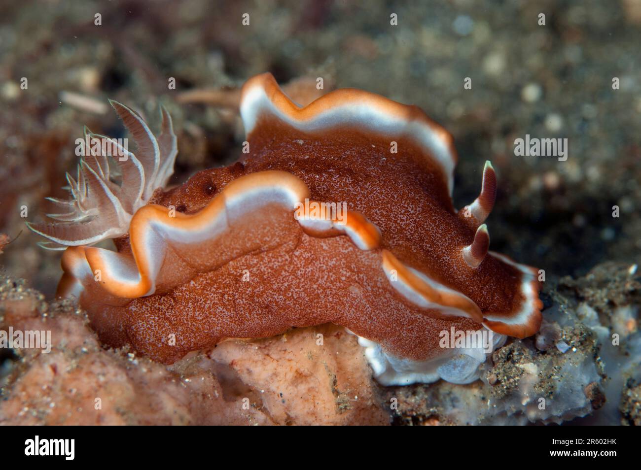 Red-margined Glossodoris Nudibranch, Glossodoris rufomarginata, laying ...