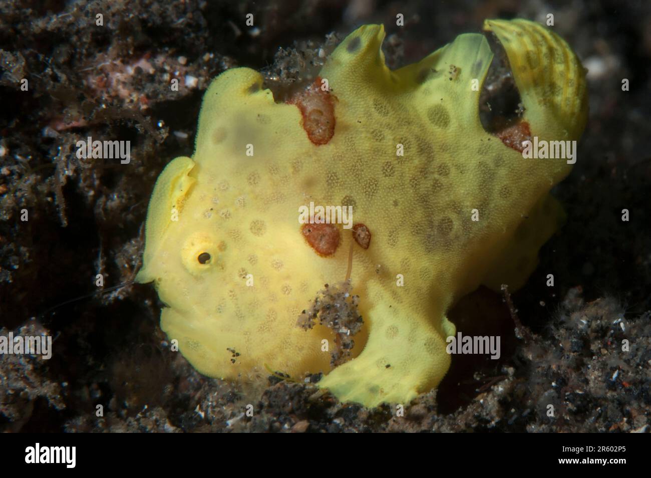 Orange Painted Frogfish, Antennarius pictus,, Police Pier dive site ...