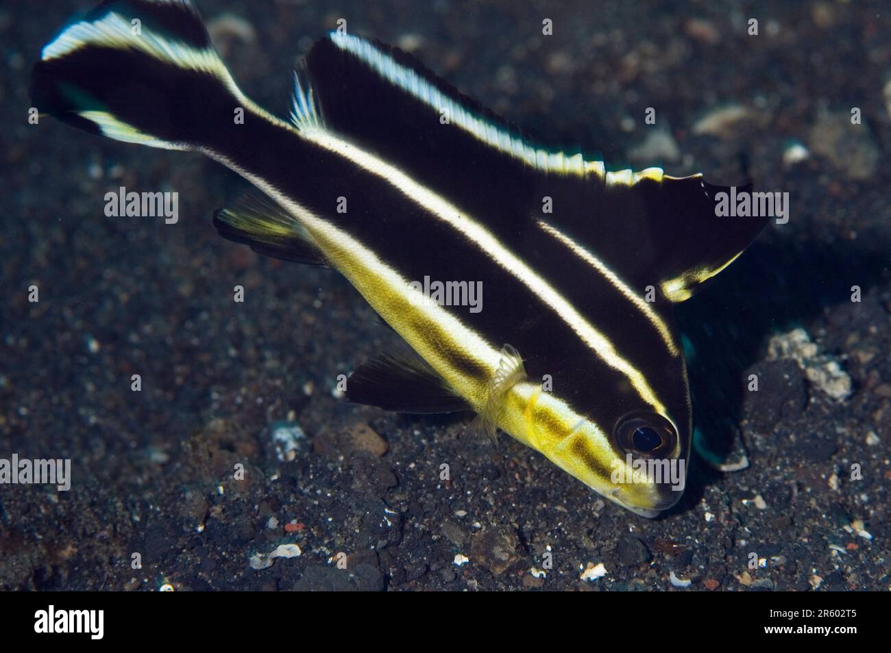 Juvenile Painted Sweetlips, Diagramma pictum, Jahir dive site, Lembeh ...