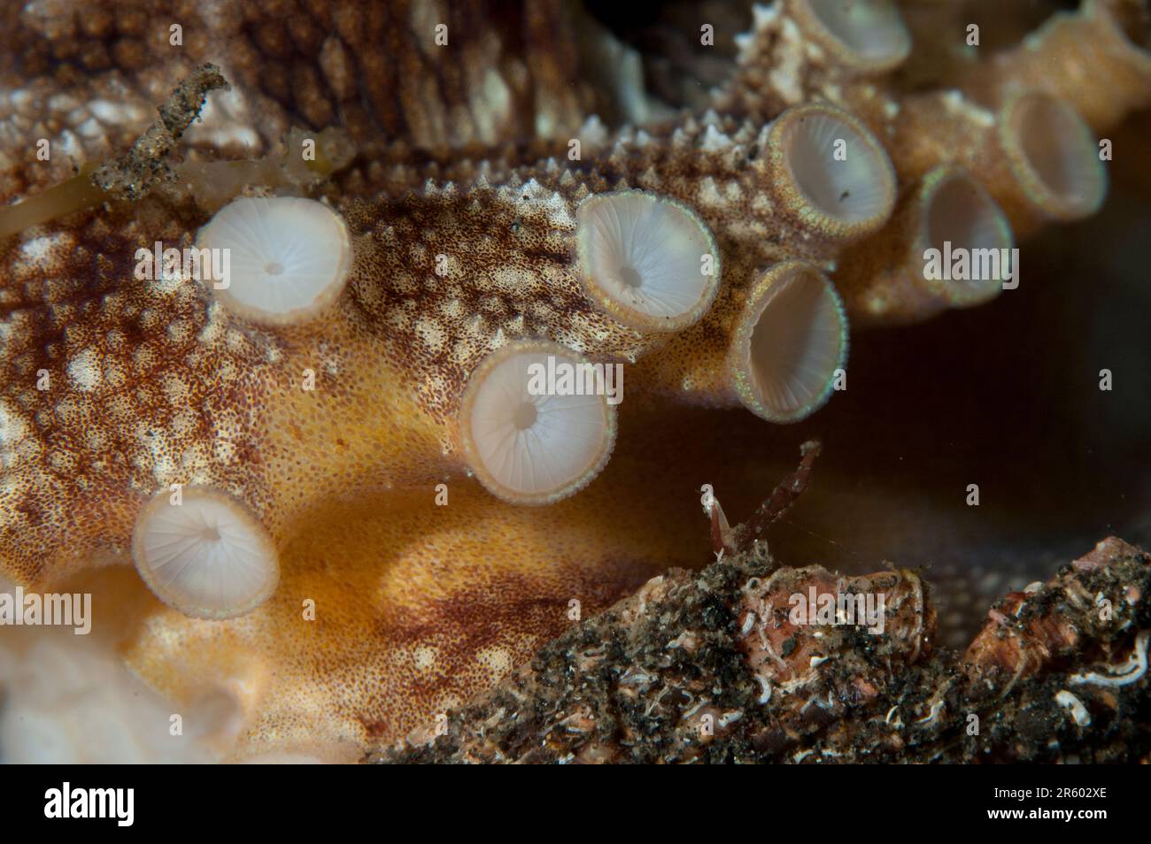 Veined Octopus, Octopus marginatus, suckers on tentacles, Retak Larry ...