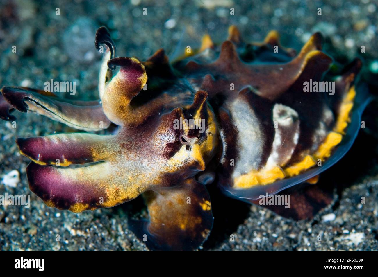 Pfeffer's Flamboyant Cuttlefish, Metasepia pfefferi, hunting on sand ...