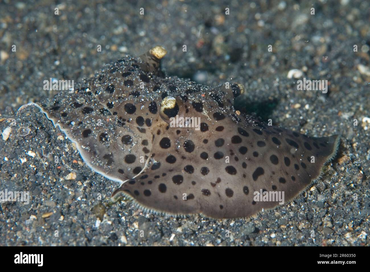 Sidegill Slug, Euselenops luniceps, Jahir dive site, Lembeh Straits ...