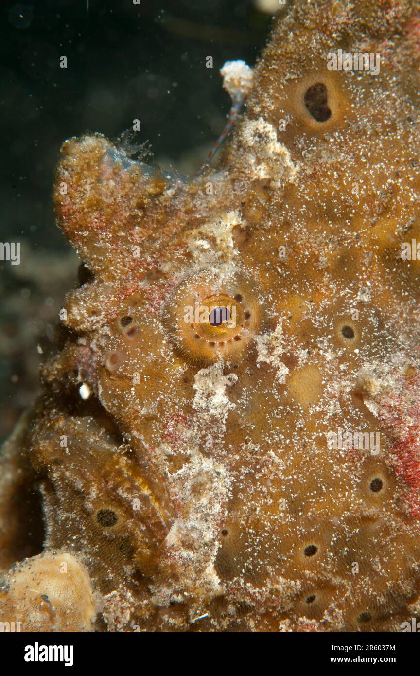Painted Frogfish, Antennarius pictus, Jahir dive site, Lembeh Straits ...