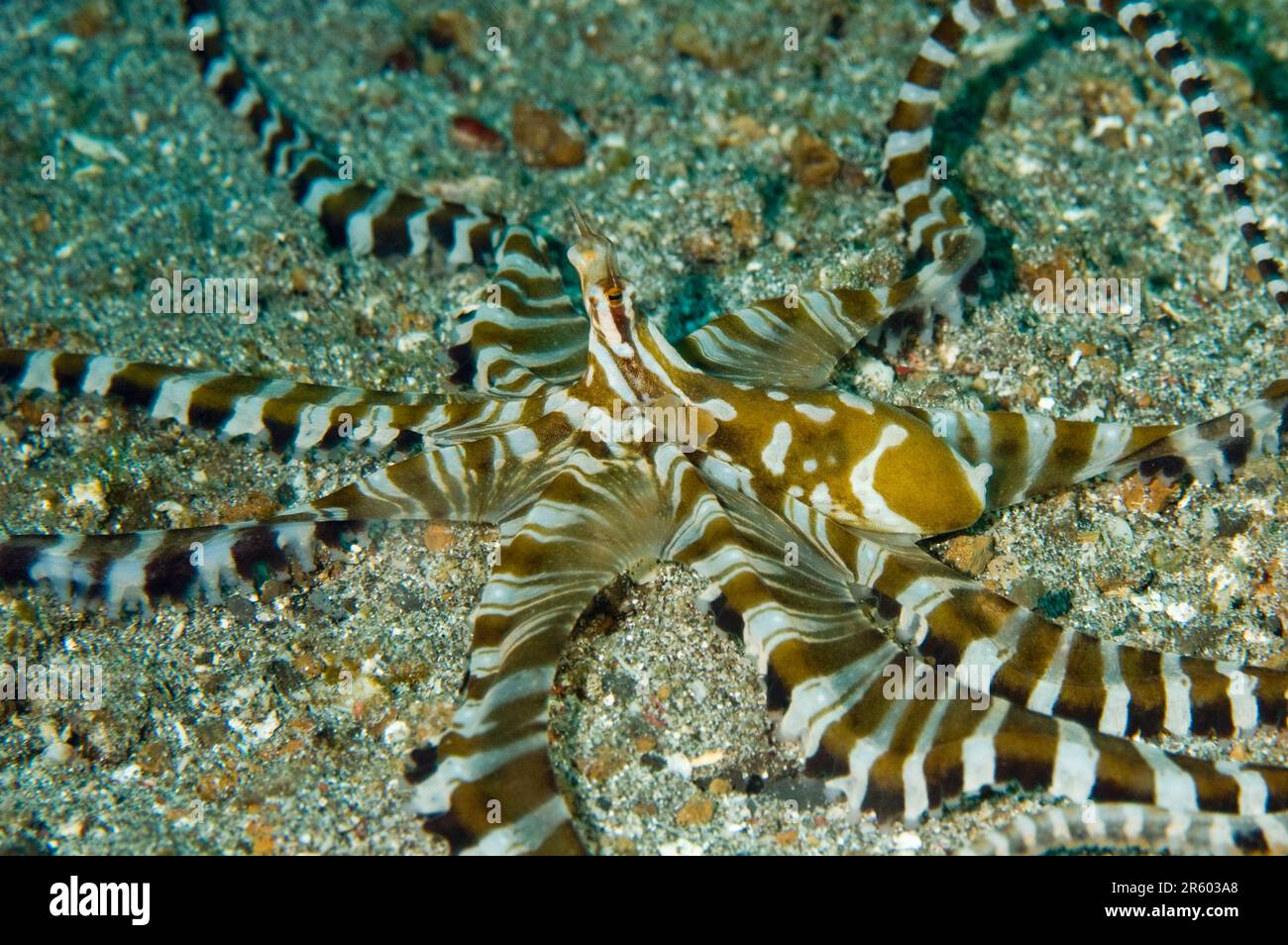 Photogenicus W