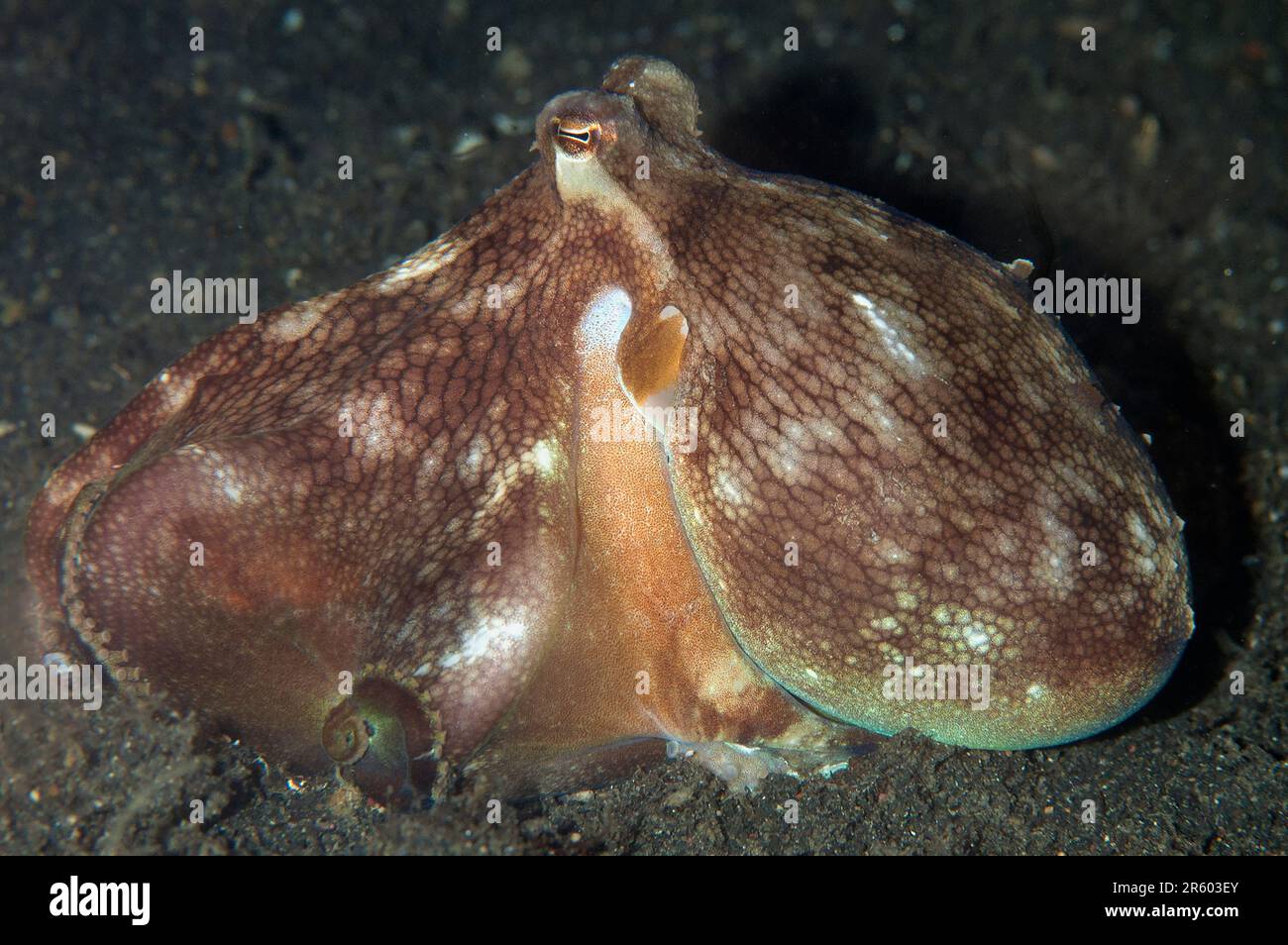 Veined Octopus, Octopus marginatus, showing suckers on tentacles, Jahir ...