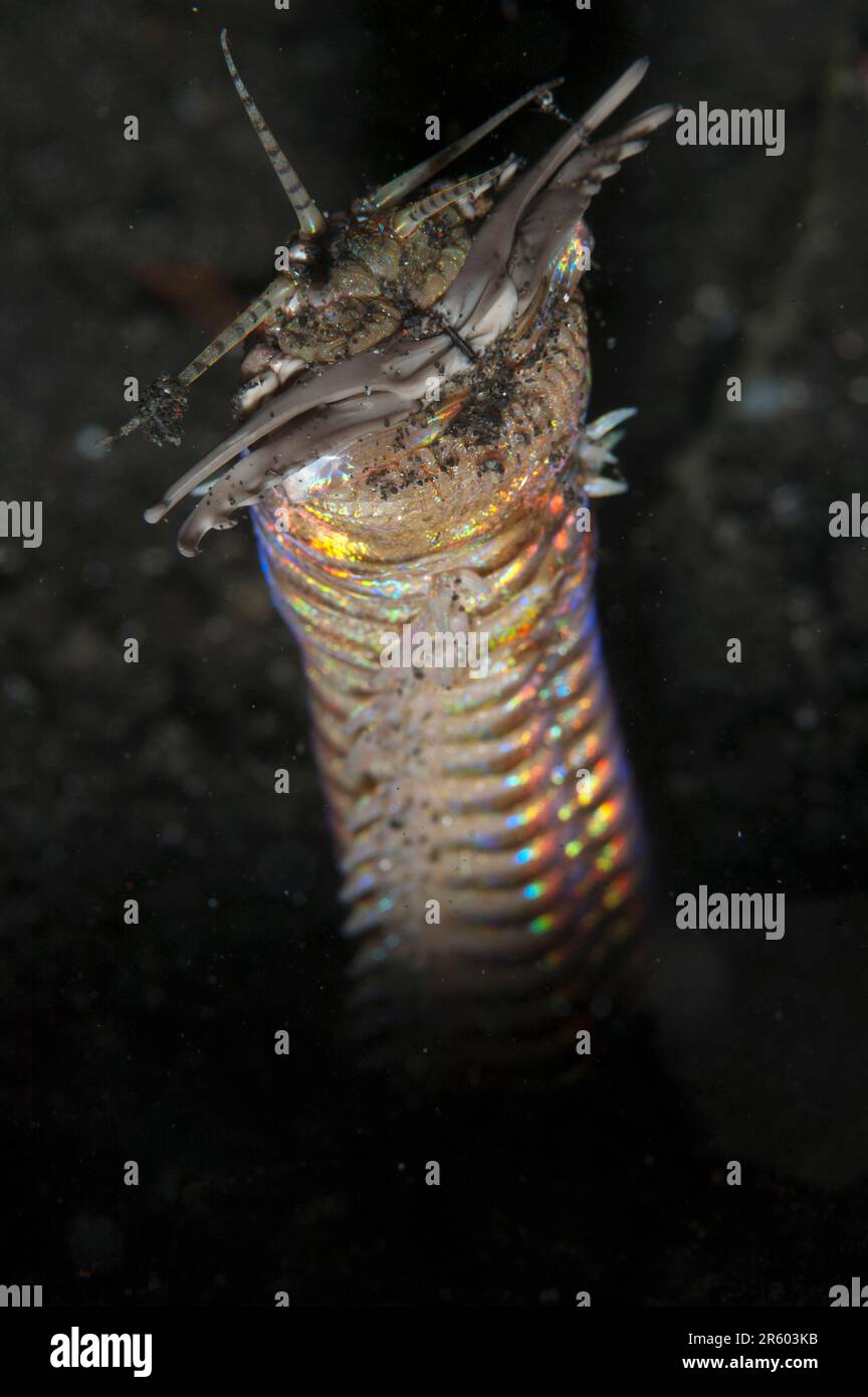Bobbit Worm, Eunice aphroditois, with jaws open outside of hole, Night ...