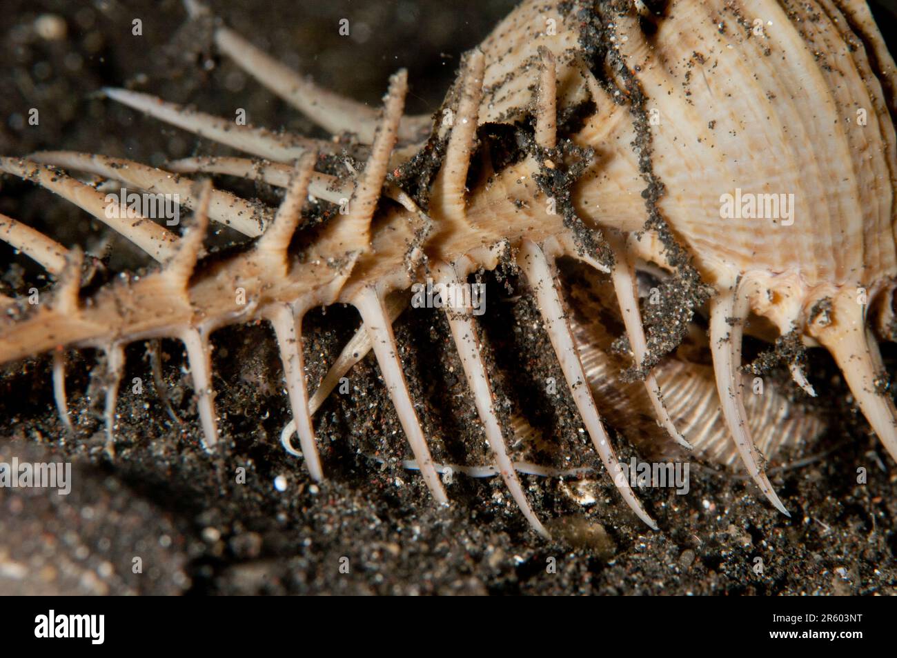 Murex Shell, Murex tribulus, on sand, Night dive, Aer Perang dive site ...