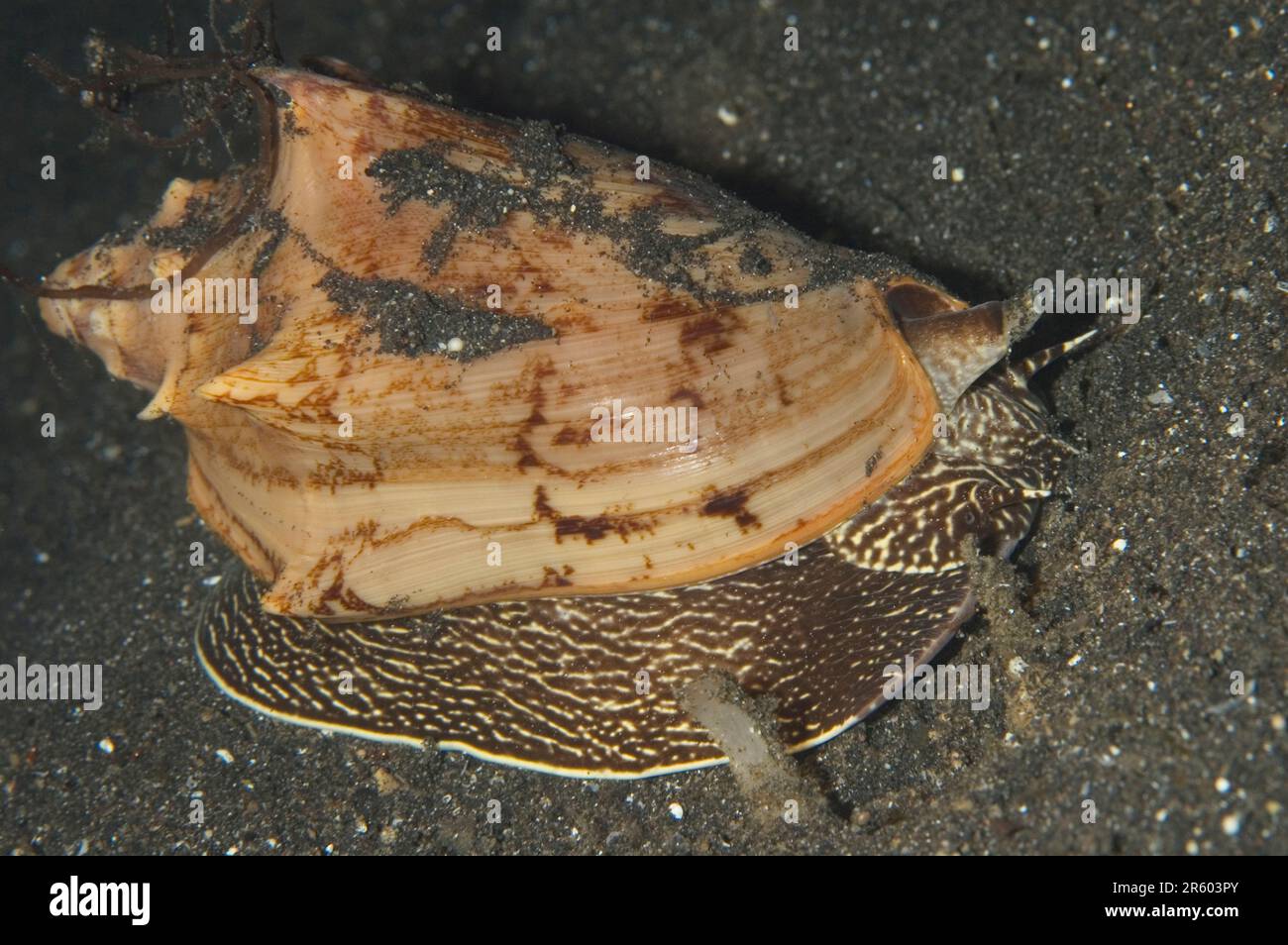 Bat Volute Shell, Cymbiola vespertilio, on black sand, night dive, Aer ...