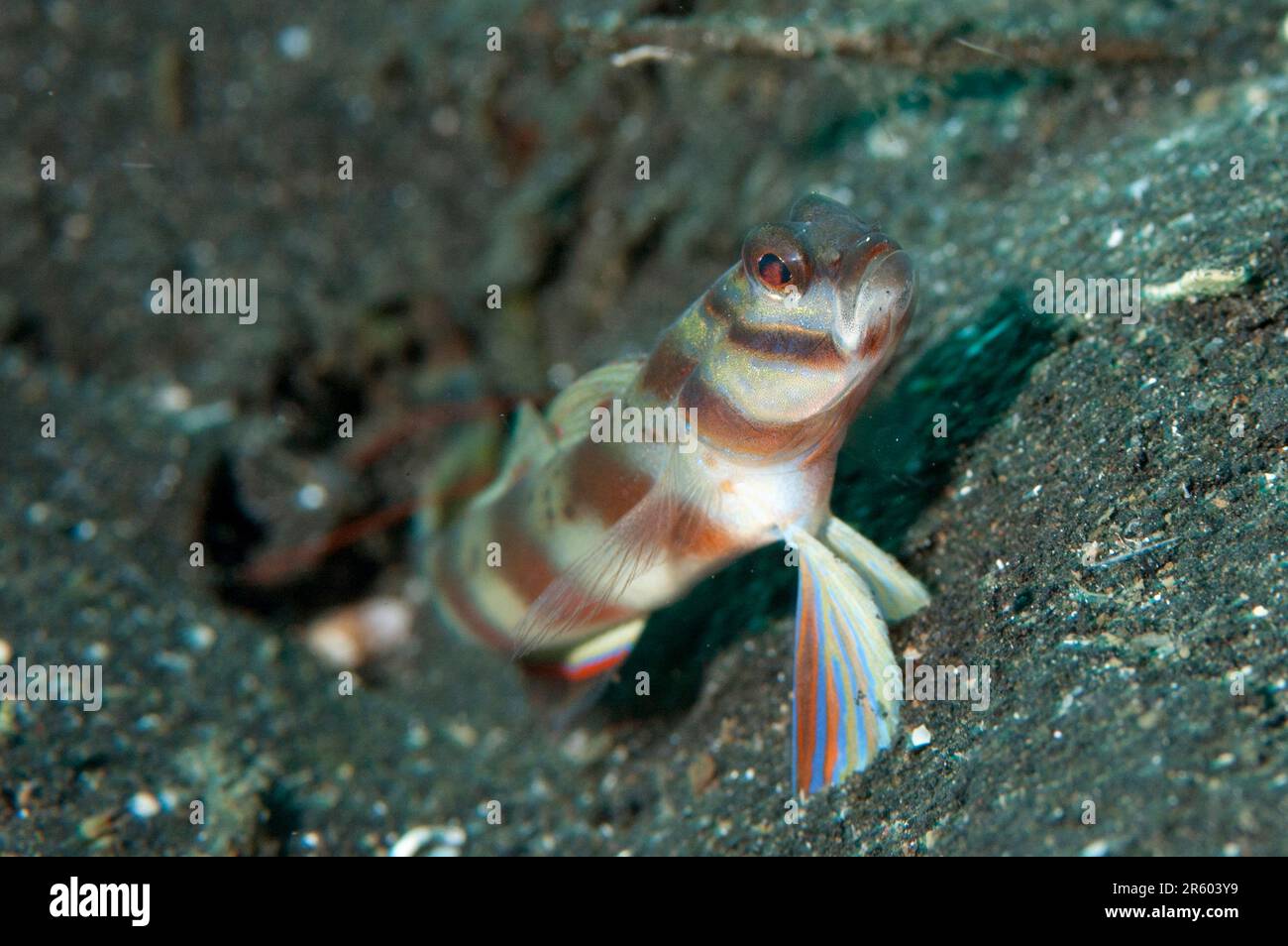 Slantbar Shrimpgoby, Amblyeleotris diagonalis, at entrance of hole, TK3 ...