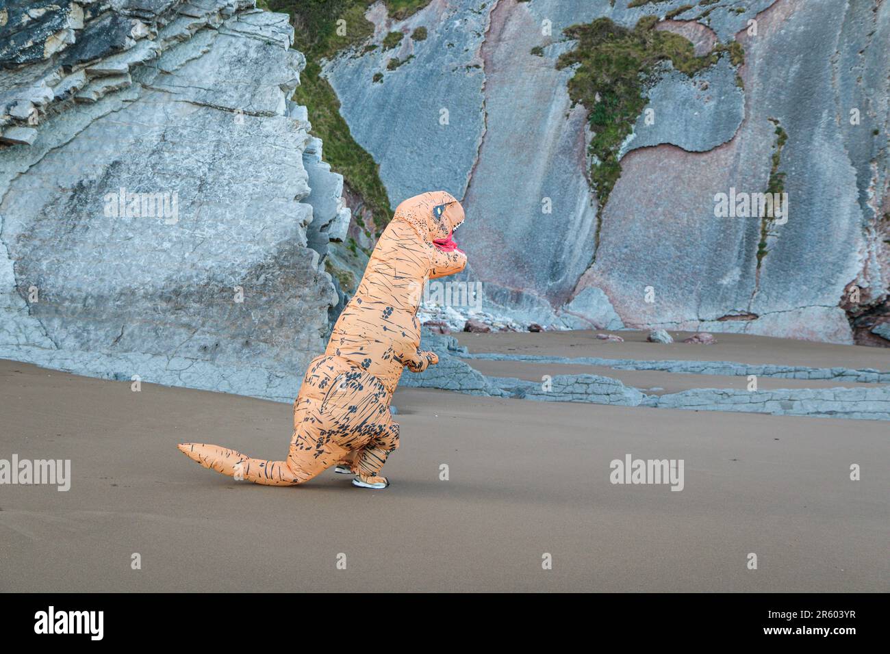 T-rex next to Flysh Cliffs on the Itzurun Beach in Zumaia, Basque ...
