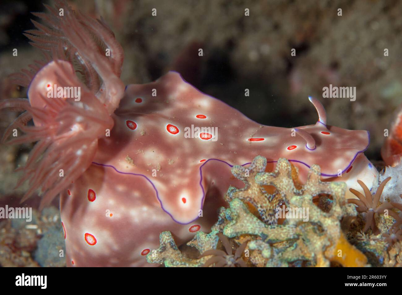 Three-lobed T-Bar Nudibranchs, Ceratosoma trilobatum, TK3 dive site ...