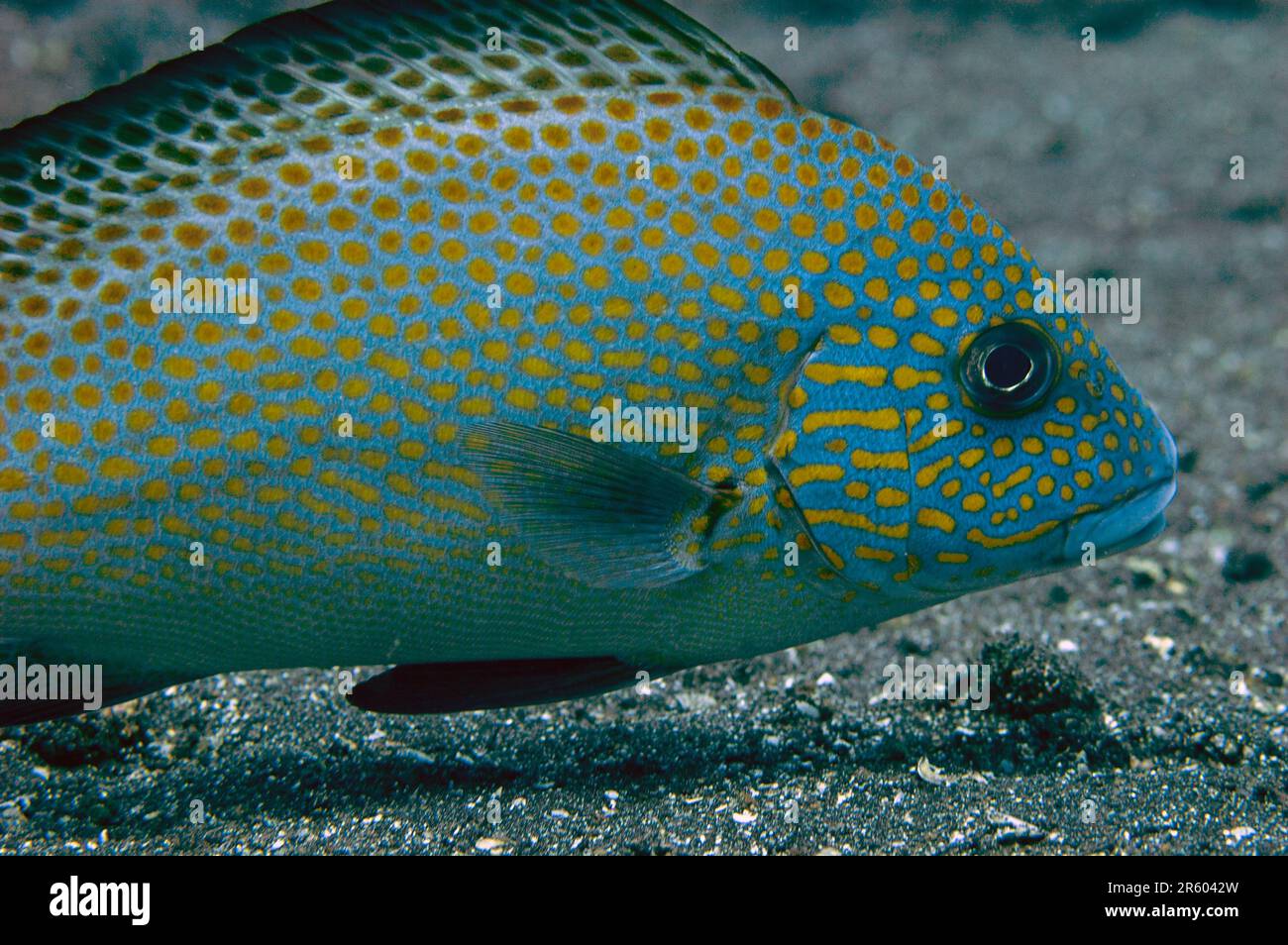 Sub-adult Painted Sweetlips, Diagramma pictum, on sand, Hairball 2 dive ...