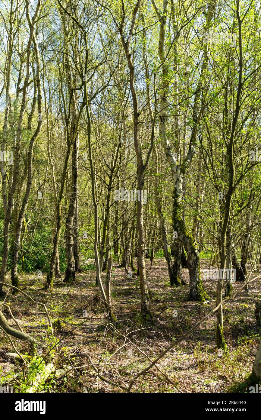 Wooded marsh Hartsholme Park Lincoln city Lincolnshire, England, UK ...