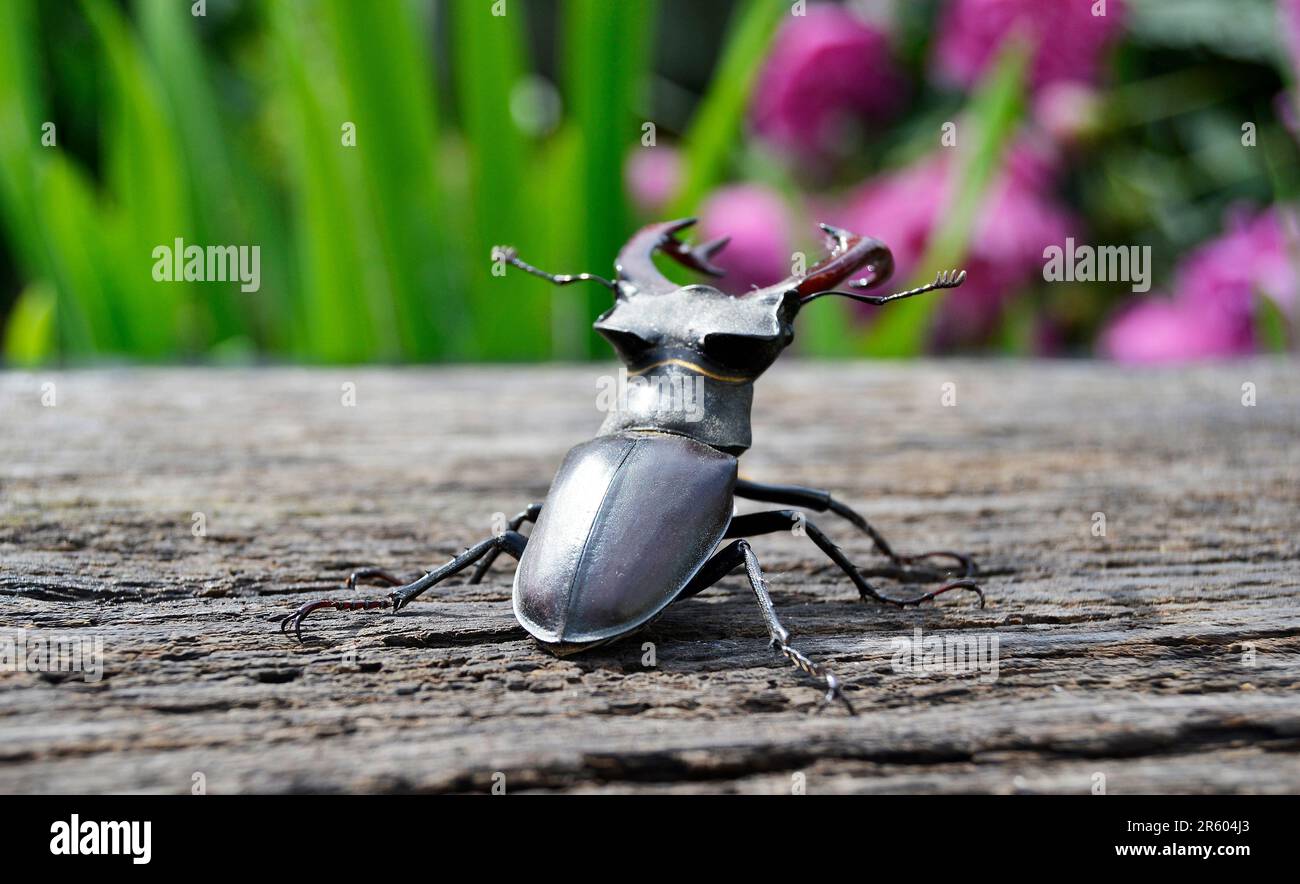 Male stag beetle with long and sharp jaws in wild forest Stock Photo ...