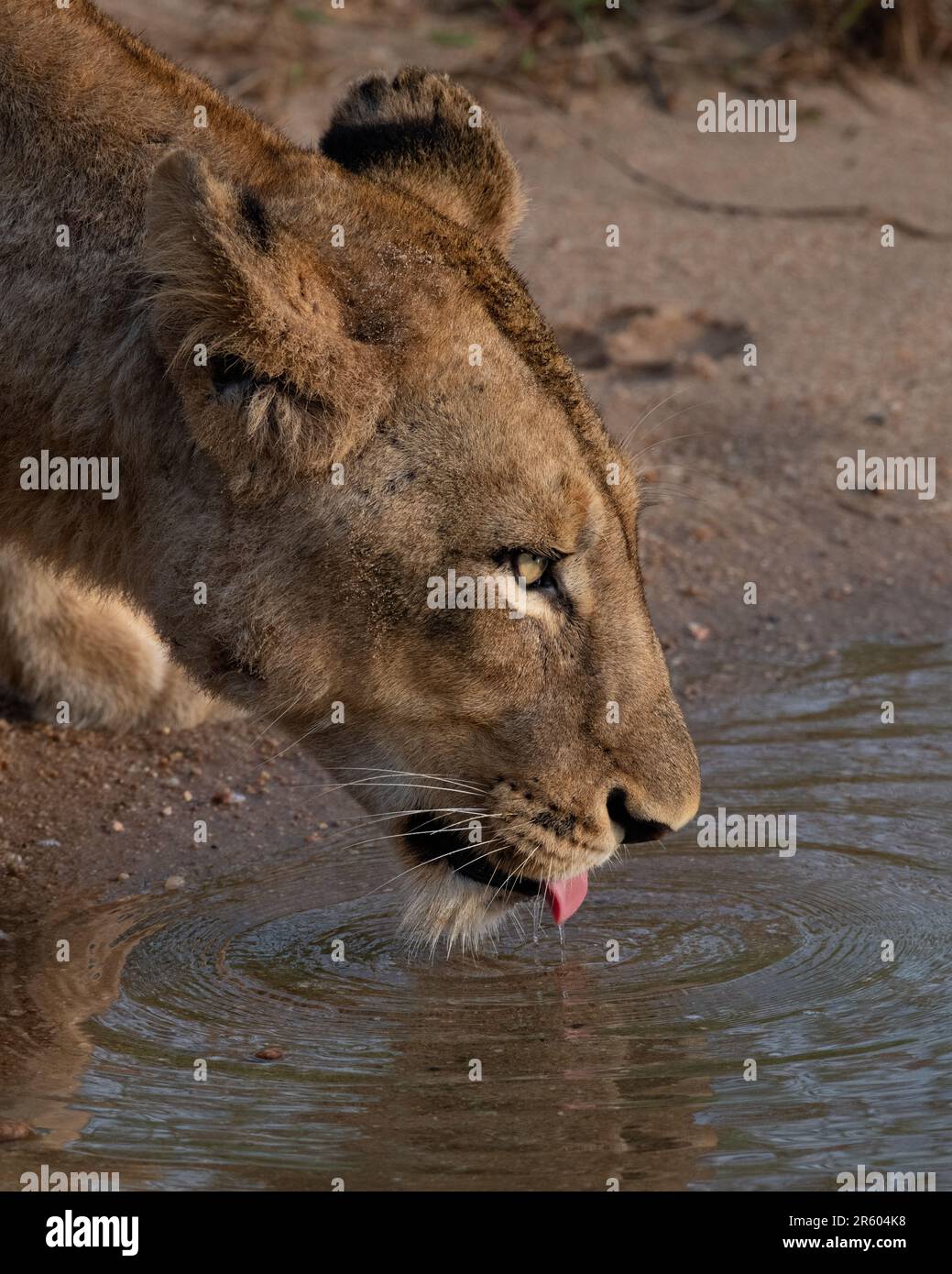 One of the lions drinking water from the stream. MPUMALANGA, SOUTH ...