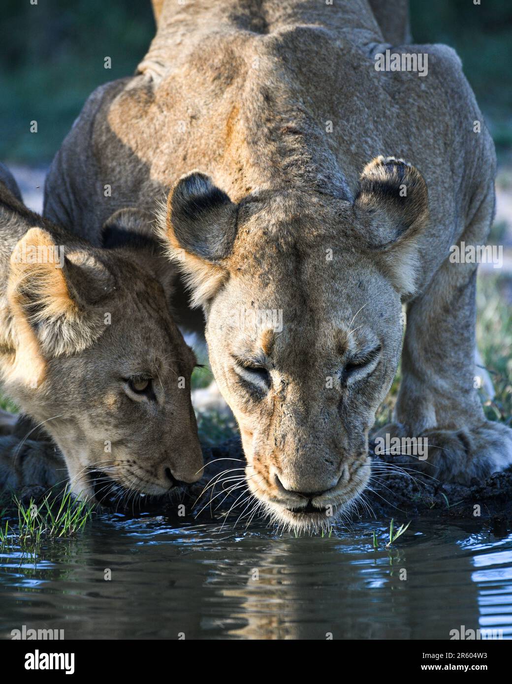 Two Lioness With Lion