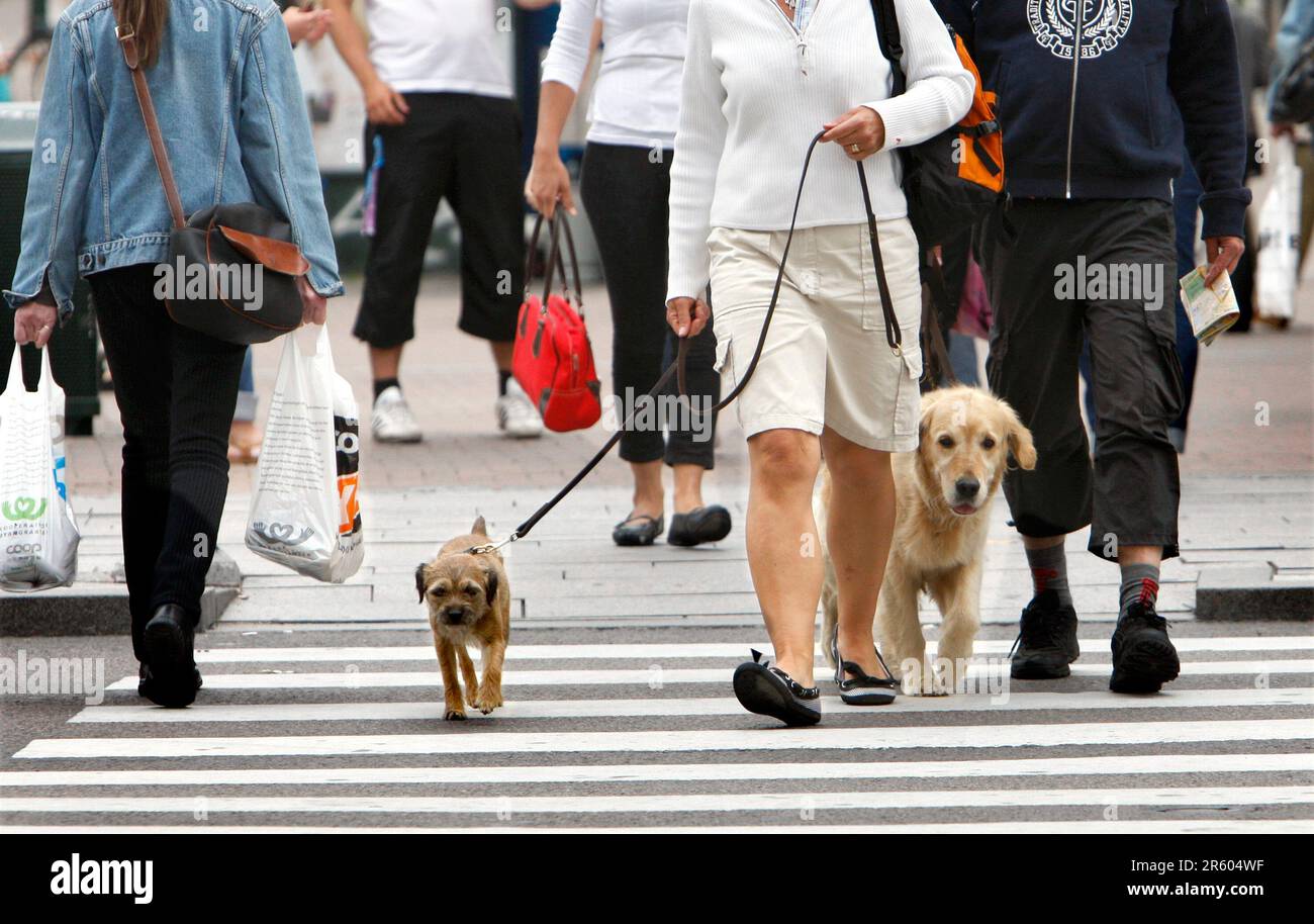Dogs at a pedestrian crossing Stock Photo - Alamy