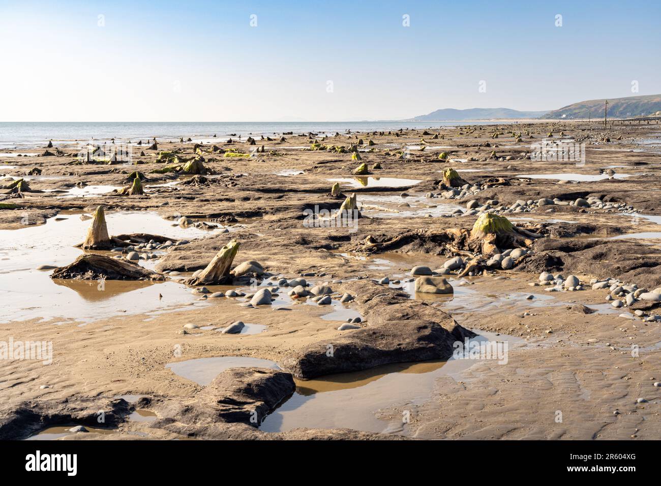The ancient submerged forest at Borth on Cardigan Bay, revealed at low ...
