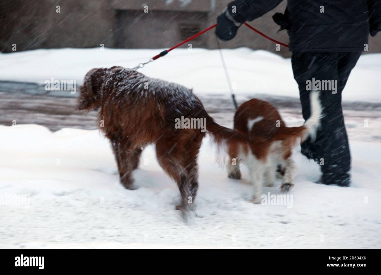Daily life, dogs, a winter day Stock Photo - Alamy