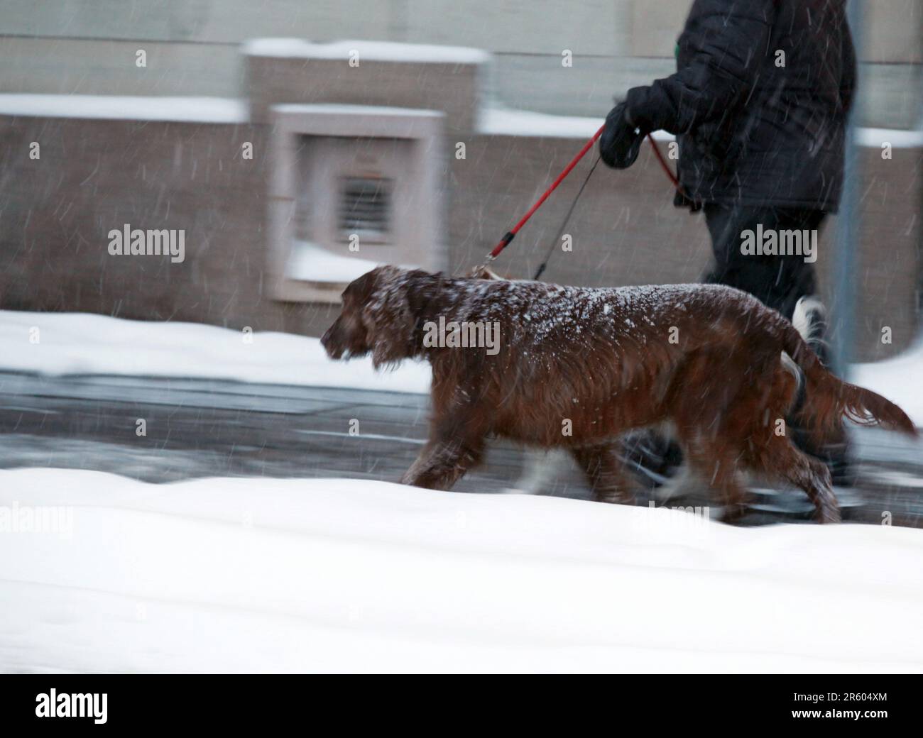 Daily life dogs hi-res stock photography and images - Alamy