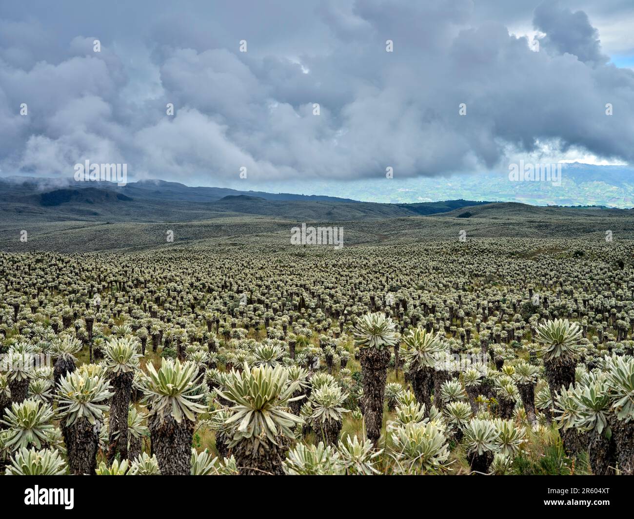 High altitude Paramo landscape with Frailejones plants Stock Photo - Alamy