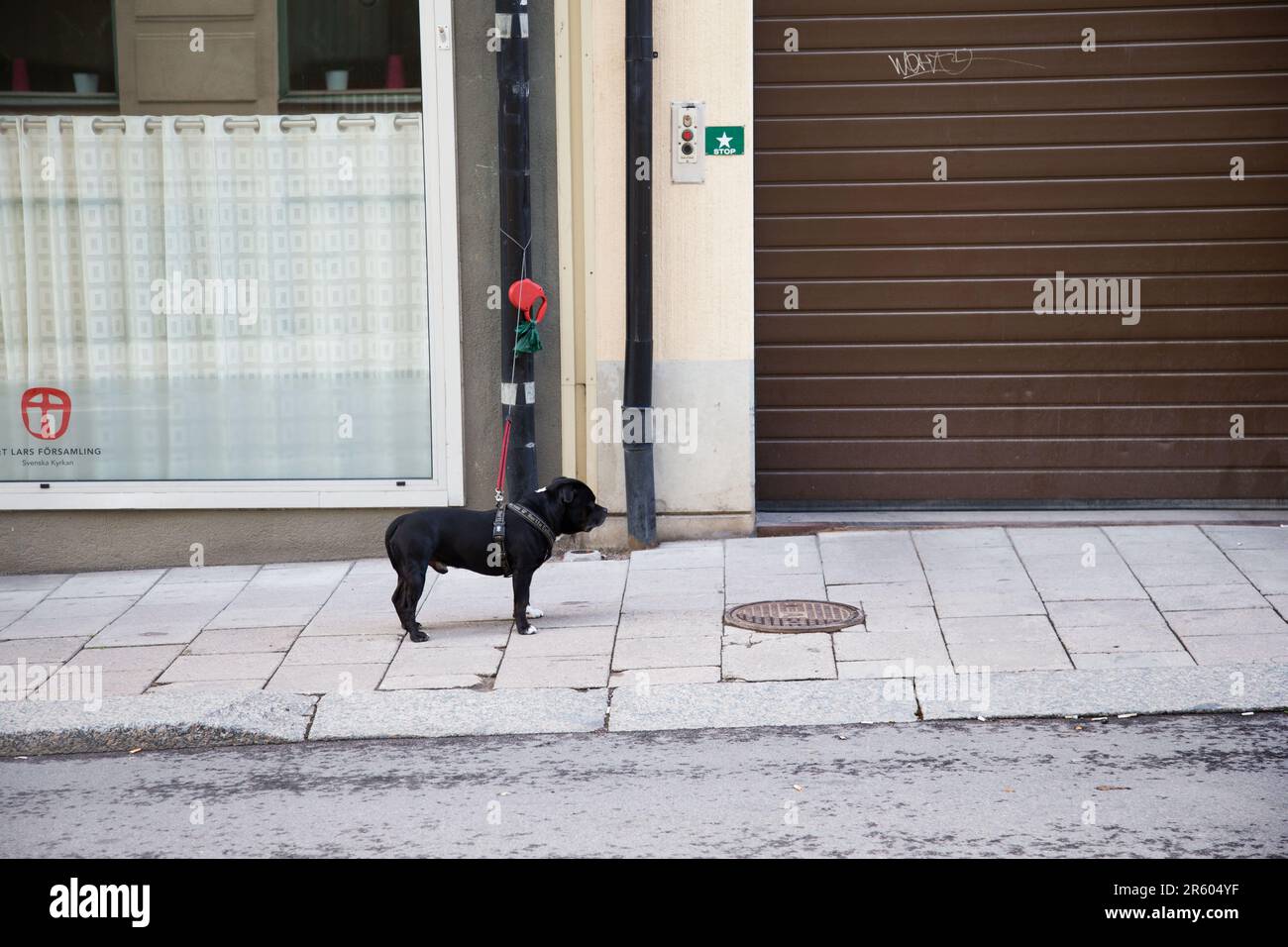 Daily life, dog waiting for its owner Stock Photo - Alamy