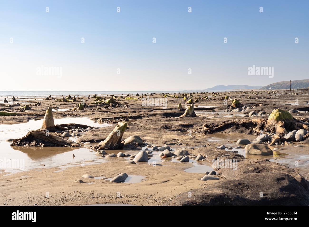 The ancient submerged forest at Borth on Cardigan Bay, revealed at low ...