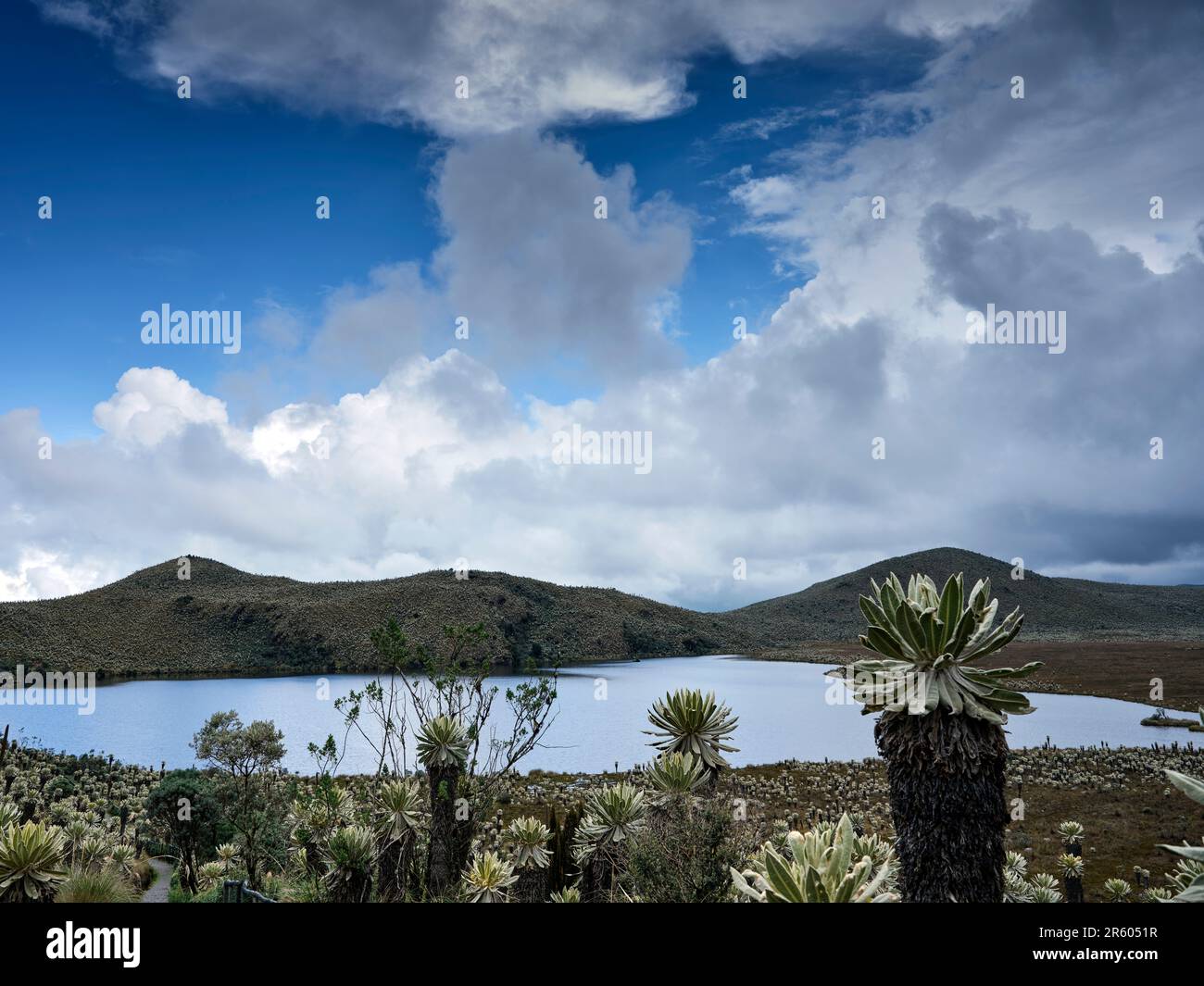 High altitude Paramo landscape with Frailejones plants Stock Photo - Alamy