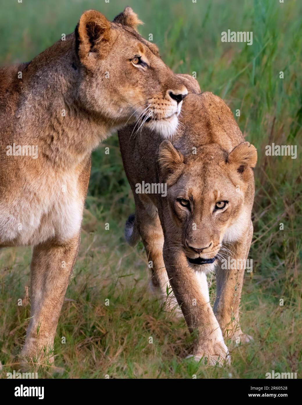 Two of the three lions there. MPUMALANGA, SOUTH AFRICA: IMAGES CAPTURED ...