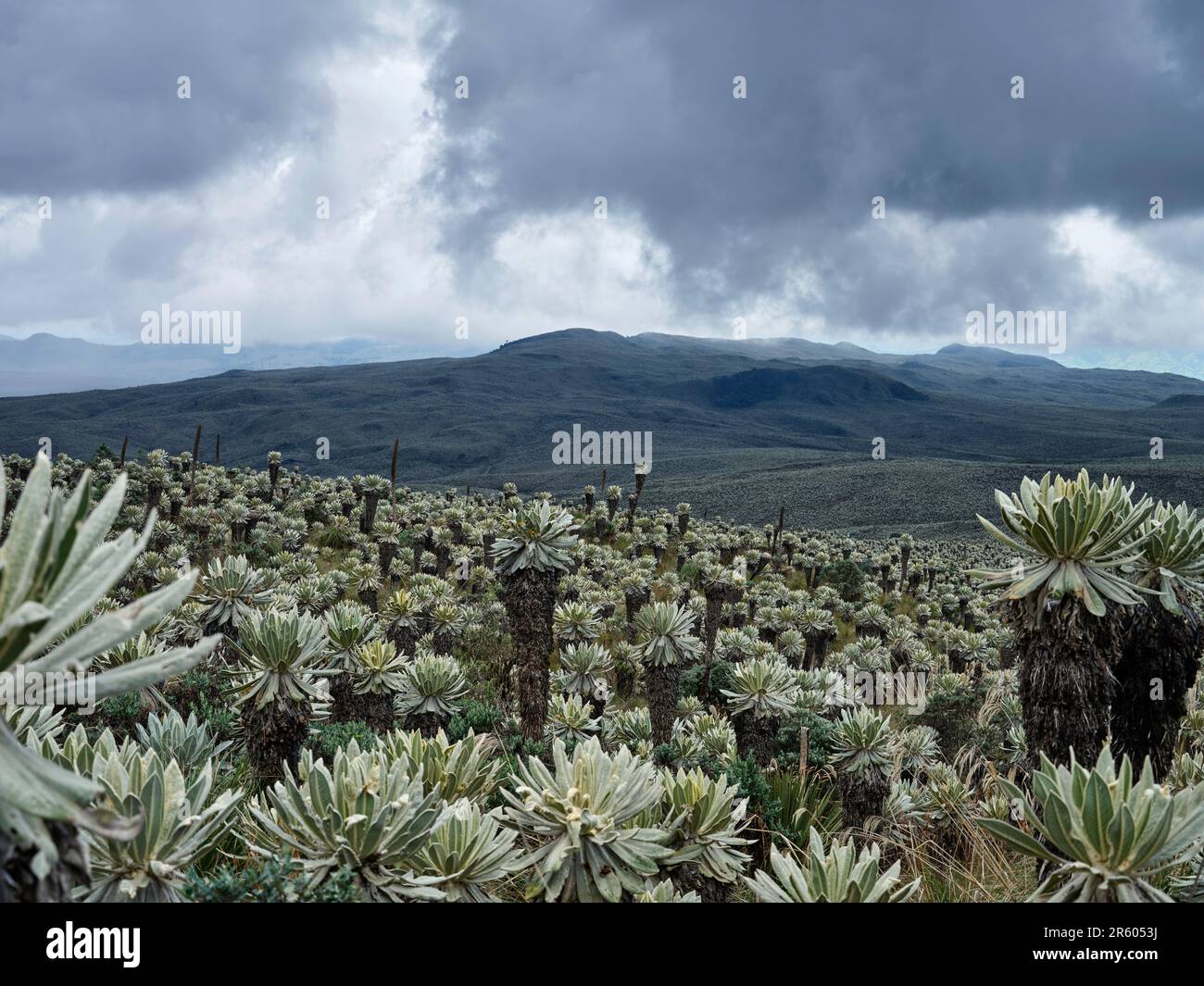 High altitude Paramo landscape with Frailejones plants Stock Photo - Alamy