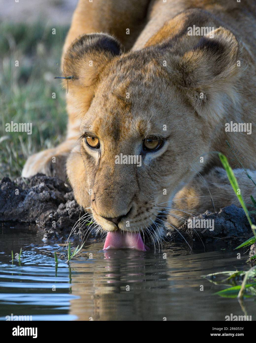 Thirsty after playing with the tortoise. MPUMALANGA, SOUTH AFRICA ...