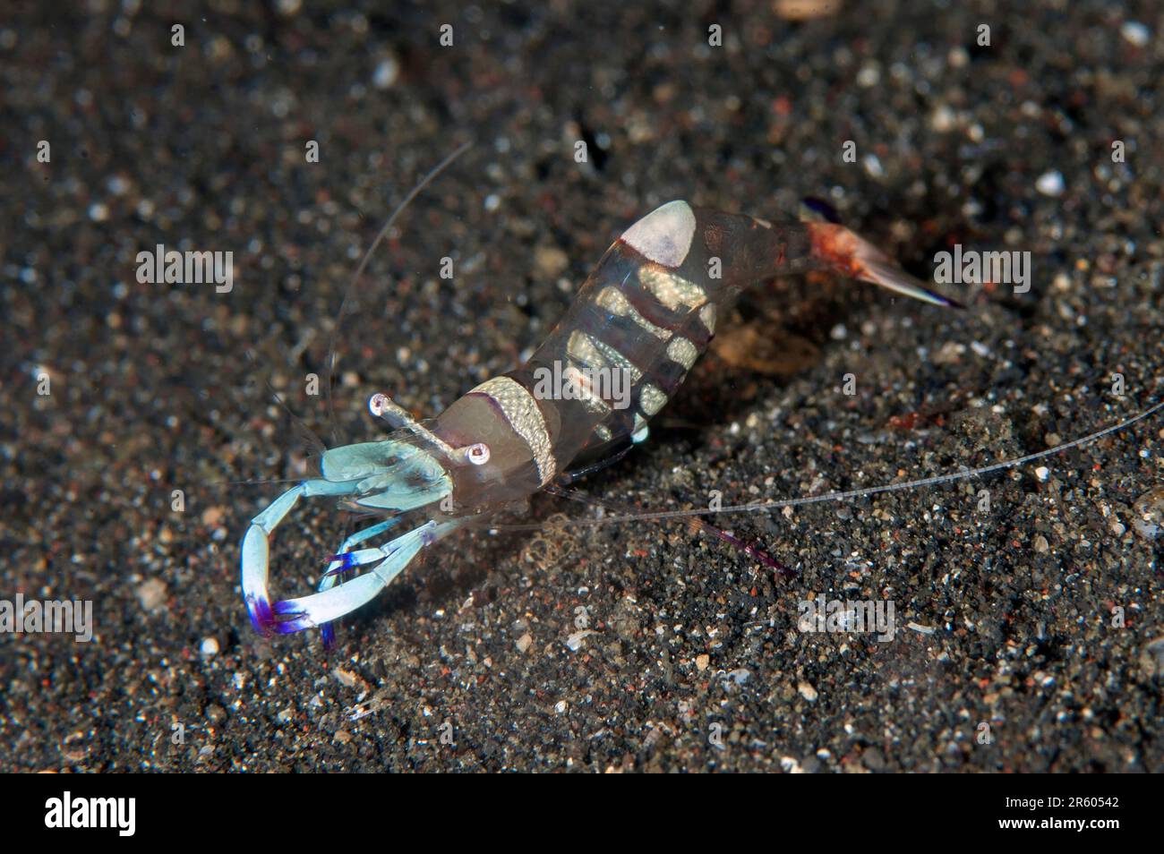 Magnificent Anemone Shrimp, Ancylomenes magnificus, on sand, Night dive ...