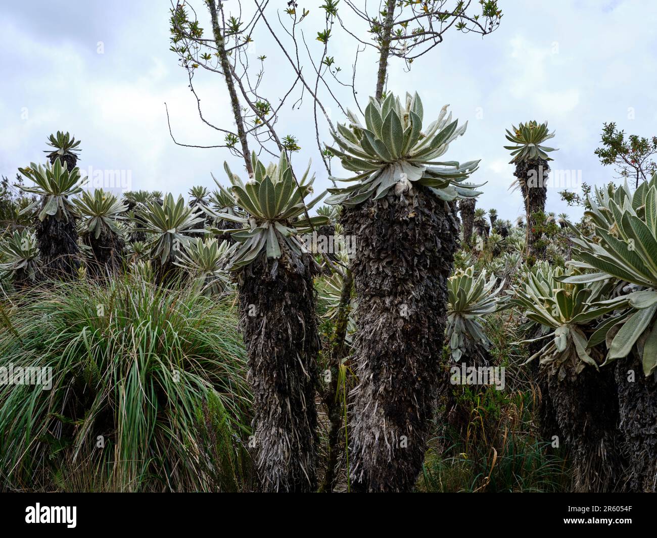 High altitude Paramo landscape with Frailejones plants Stock Photo - Alamy