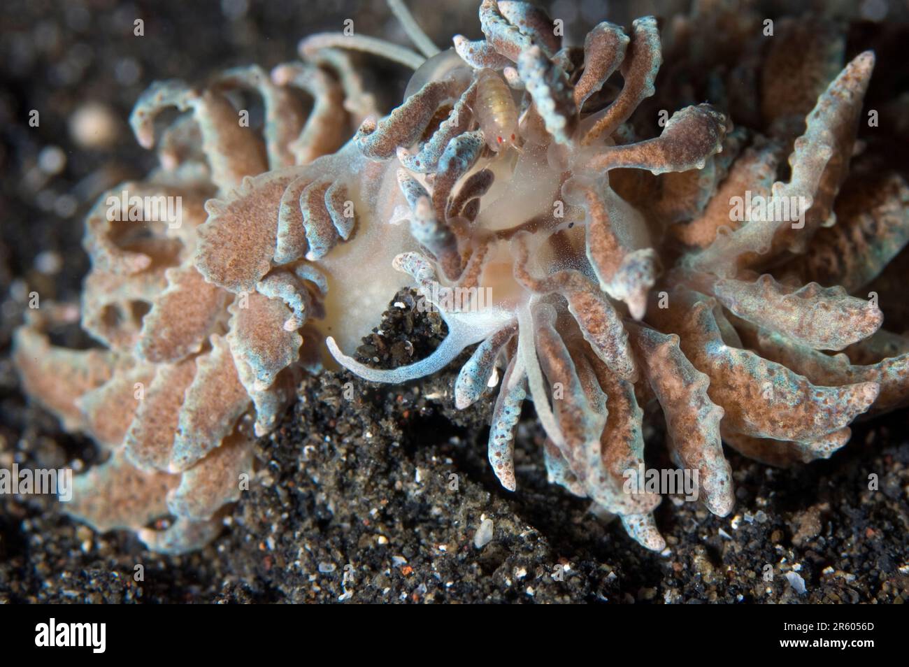Cryptic Phyllodesmium Nudibranch, Phyllodesmium crypticum, and Isopod ...