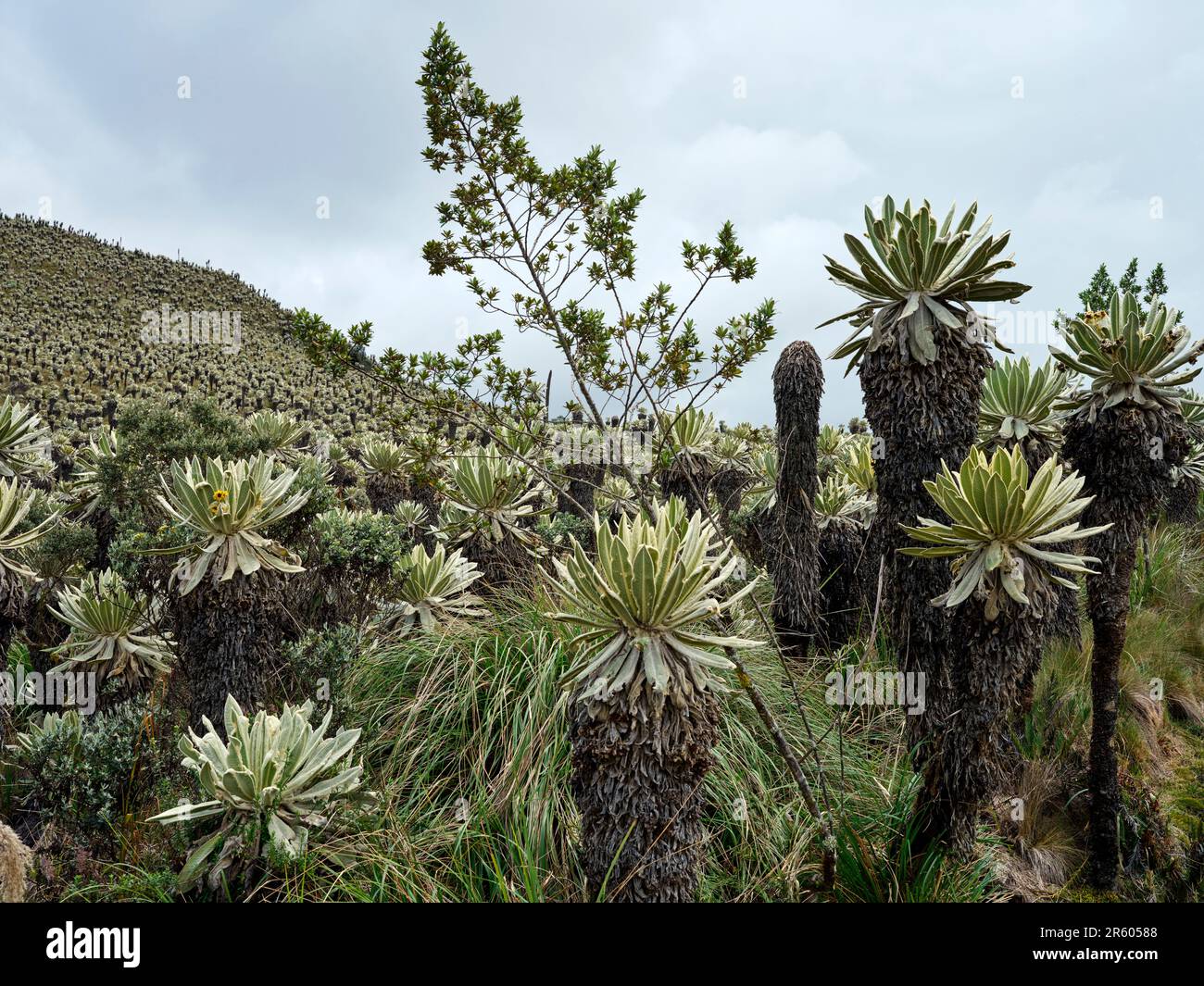 El paramo hi-res stock photography and images - Alamy