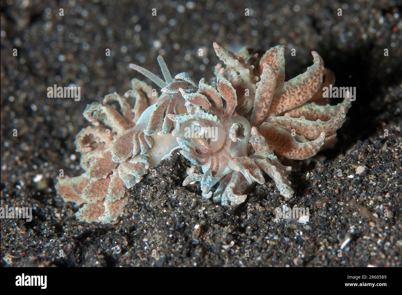 Cryptic Phyllodesmium Nudibranch, Phyllodesmium crypticum, and Isopod ...