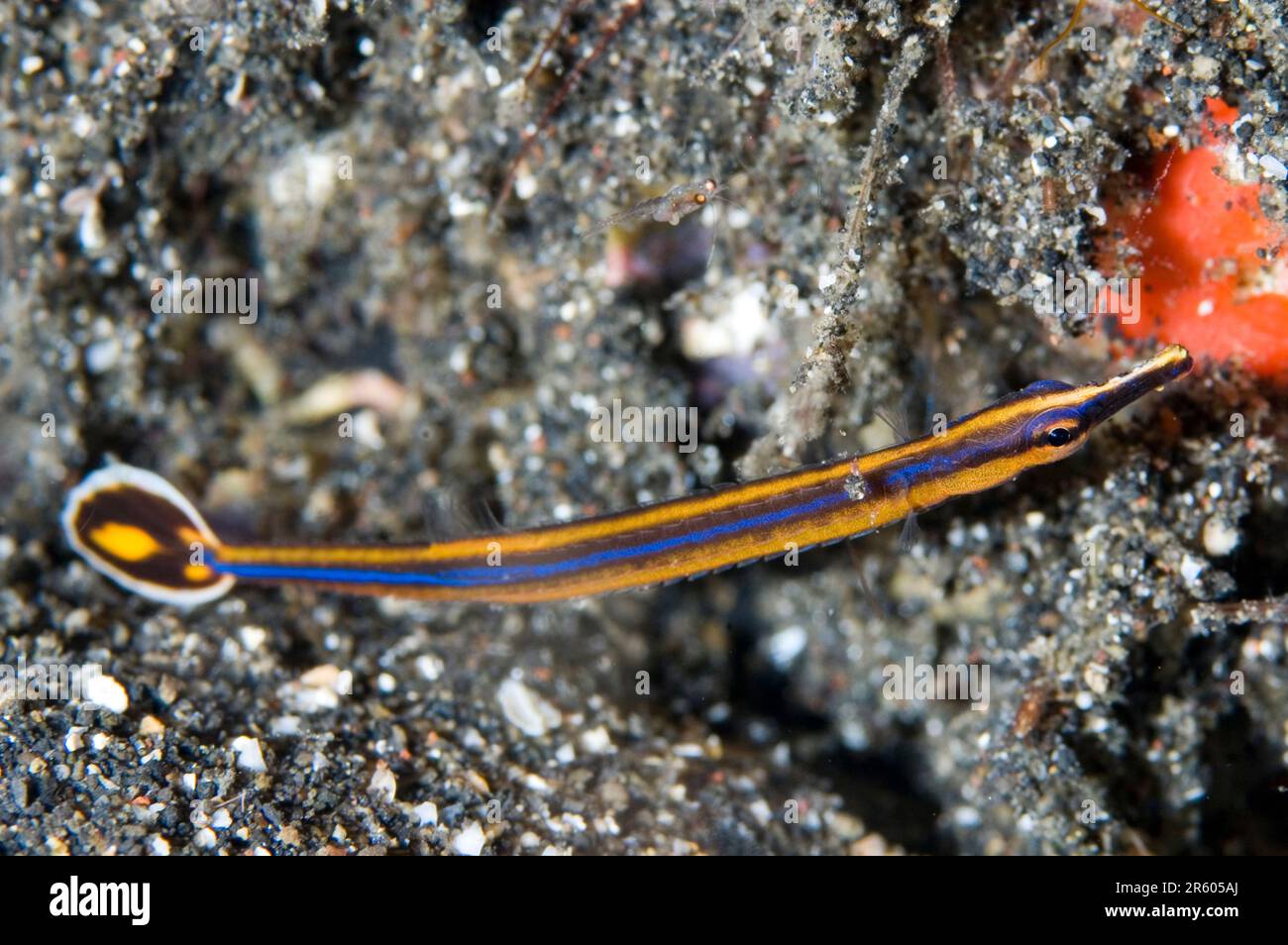 Honshu Pipefish, Doryrhamphus japonicus, Aer Perang dive site, Lembeh ...