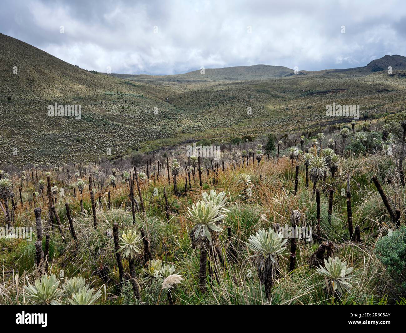 High altitude Paramo landscape with Frailejones plants Stock Photo - Alamy
