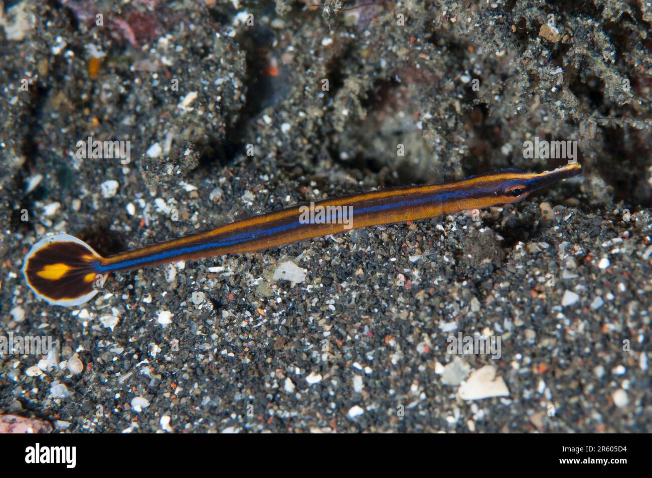 wonshu Pipefish (Doryrhamphus japonicus), Aer Perang dive site, Lembeh ...